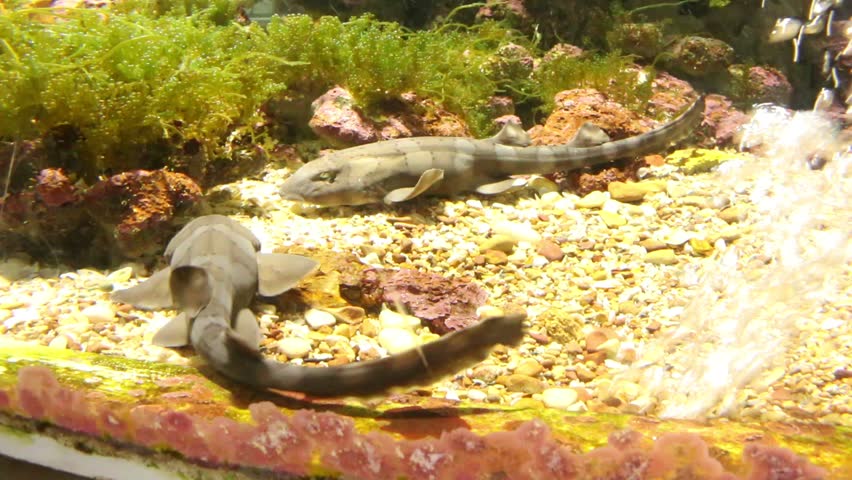 Video stock a tema Brownbanded Bamboo Shark (chiloscyllium Punctatum ...
