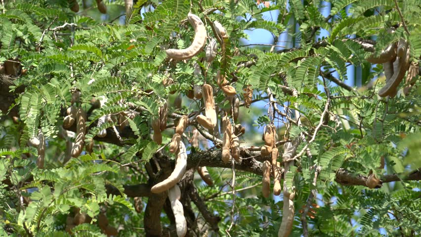 Stock video of tamarind trees in the wind. | 14281483 | Shutterstock