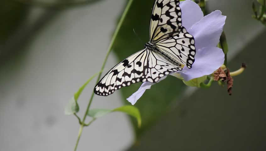 Monarch Butterfly Moments After Eclosion, Hanging Down On A Leaf ...
