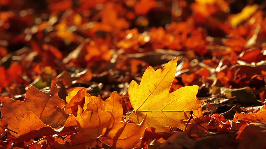 Autumn Foliage Stock Footage Video (100% Royalty-free) 1458733 ...
