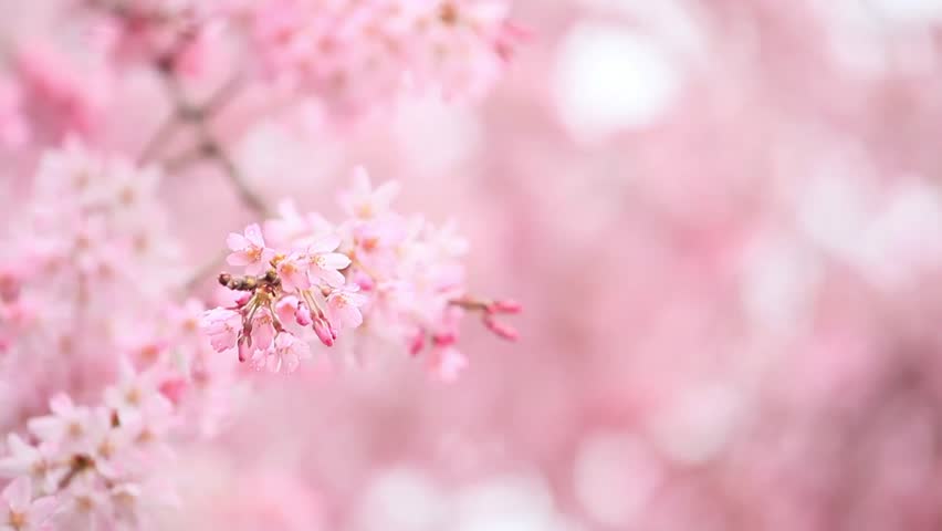 Sakura Stock Footage Video (100% Royalty-free) 14637853 | Shutterstock