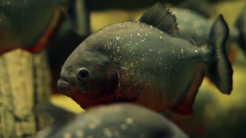 Piranha Fish. Piranha Closeupin The Aquarium. View Piranhas. Dangerous ...