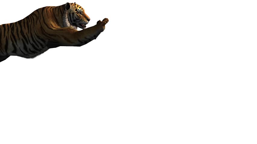 Tiger Jumped To Attack Prey,wildlife Animals Habitat. Cg_02044 Stock ...