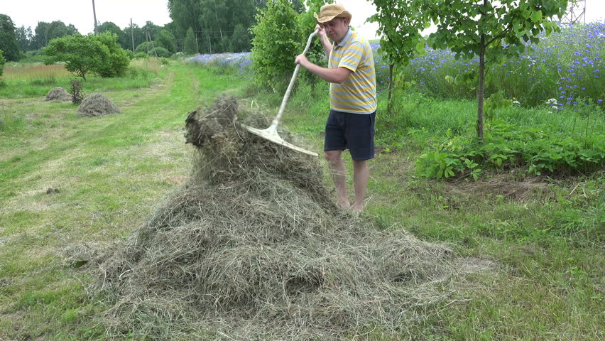 Stock video of fat farmer man in shorts rake | 14882293 | Shutterstock