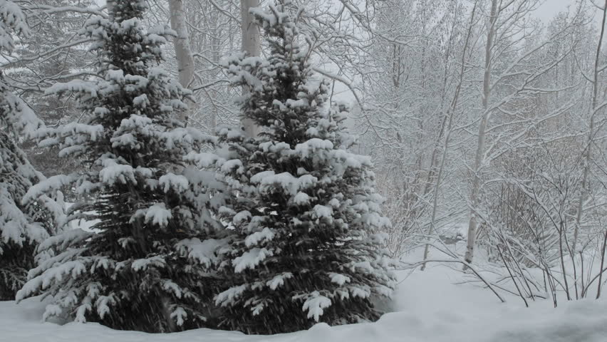Snow Falling On Pine Trees