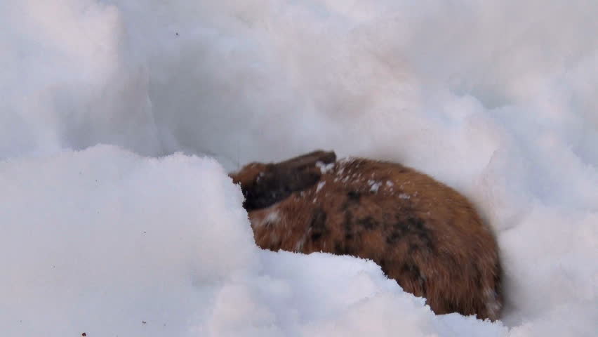 Rabbit Digs Burrow In Snow. Funny Bunny Peeking Out From A Winter Snow ...