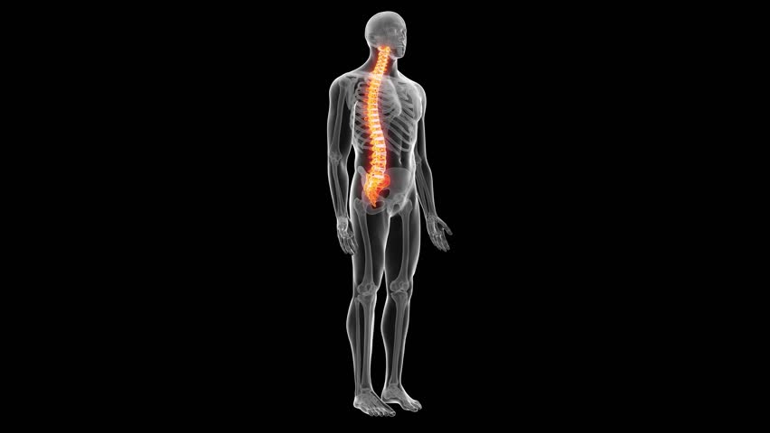 Medical 3d Animation Of The Human Lumbar Spine Stock Footage Video ...