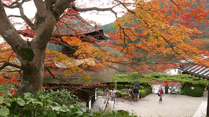 Kyoto, Japan - Nov 26, 2013 : Red Japanese Maple Autumn Fall , Momiji Tree In Kyoto Japan 库存影片视频 ...