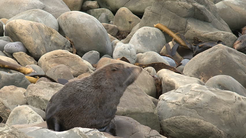 California Pacific Ocean Bowling Ball Beach And Surf. Geologic ...