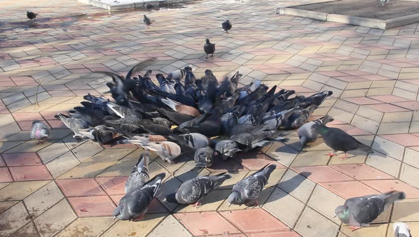 A Flock of Pigeons Pecking Stock Footage Video (100% Royalty-free ...