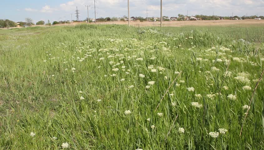 A Field Overgrown with Wild Stock Footage Video (100% Royalty-free ...