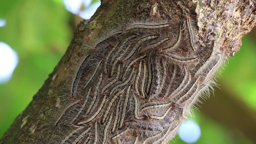 Eastern Tent Caterpillars On the Stock Footage Video (100% Royalty-free ...