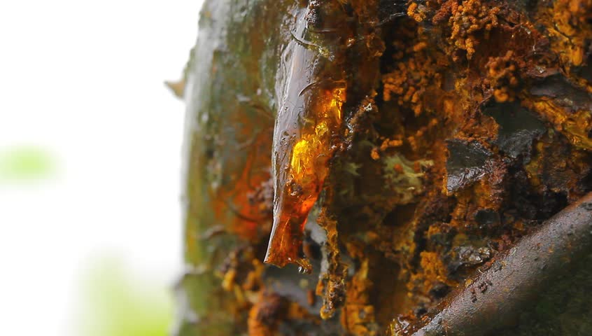 Solid Amber Resin On A Cherry Tree Trunk2 Stock Footage Video 16269892 ...