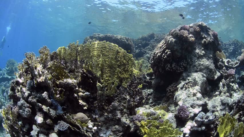 Shallow coral reef Stock Video Footage - 4K and HD Video Clips ...
