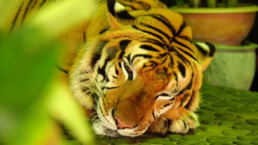 Vídeo stock de animals nature eco travel slow motion | 16563103 ...