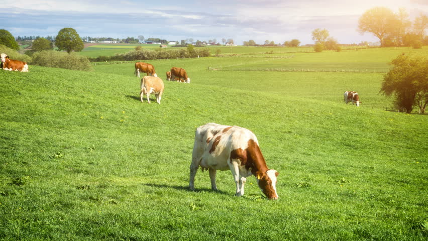 Green Field with Grazing Cows Stock Footage Video (100% Royalty-free ...