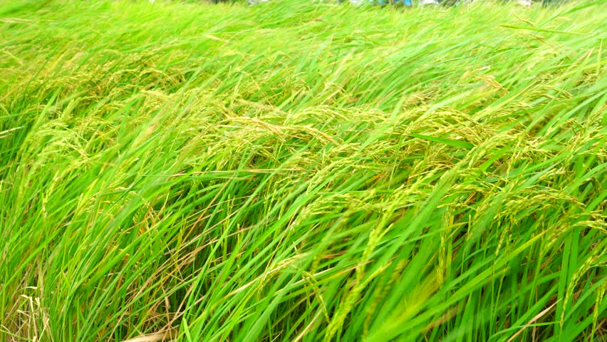 Rice Field Blowing in the Stock Footage Video (100% Royalty-free ...