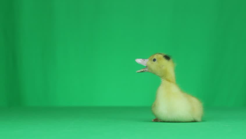 Singing Duck On a Green Stock Footage Video (100% Royalty-free ...