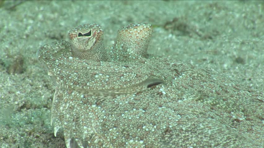 Flatfish Masked Underwater On A Sandy Bottom In Ocean Of Wildlife ...