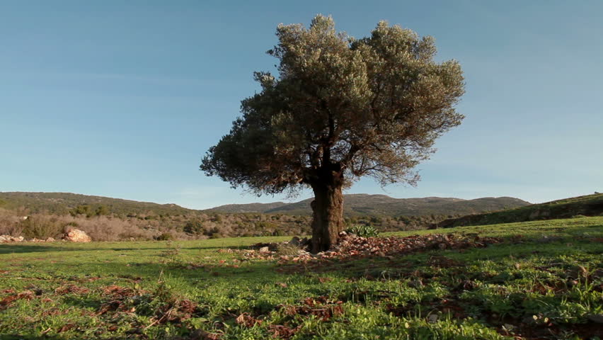 Hills and Trees in Israel image - Free stock photo - Public Domain ...