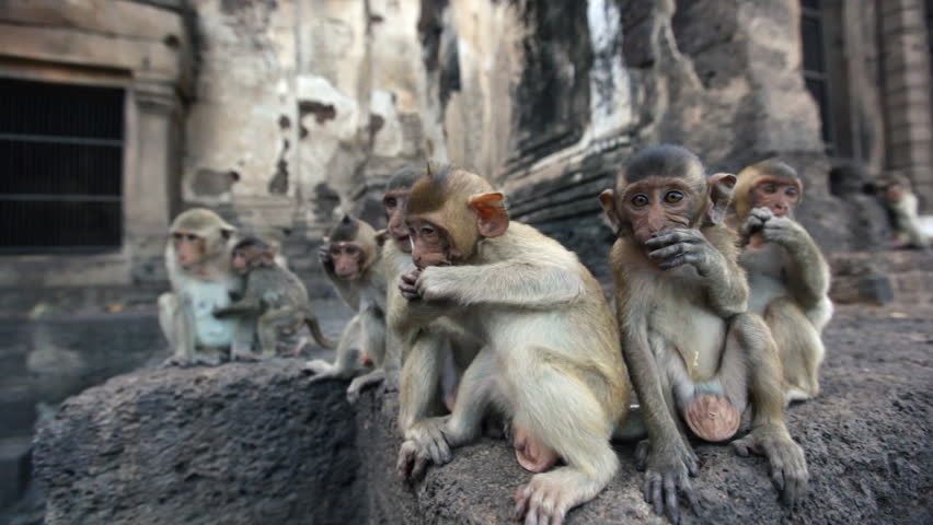 Monkeys Stock Video Footage - 4K and HD Video Clips | Shutterstock