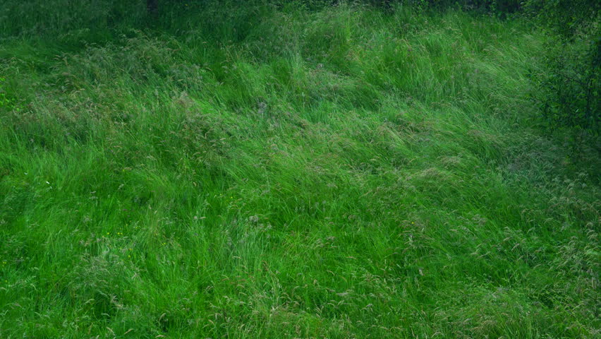 Walking Through Scary Grassy Field At Night.Escaping From Monsters Or ...