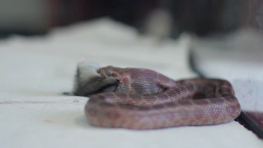 Snake Swallows Hamster Stock Footage Video (100% Royalty-free) 17475973 ...