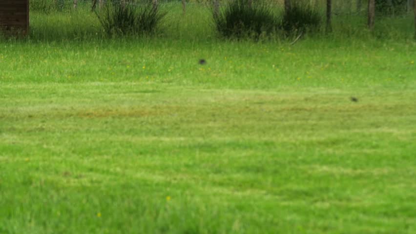 Clay Pigeons Exploding During Skeet Shooting Stock Footage Video ...
