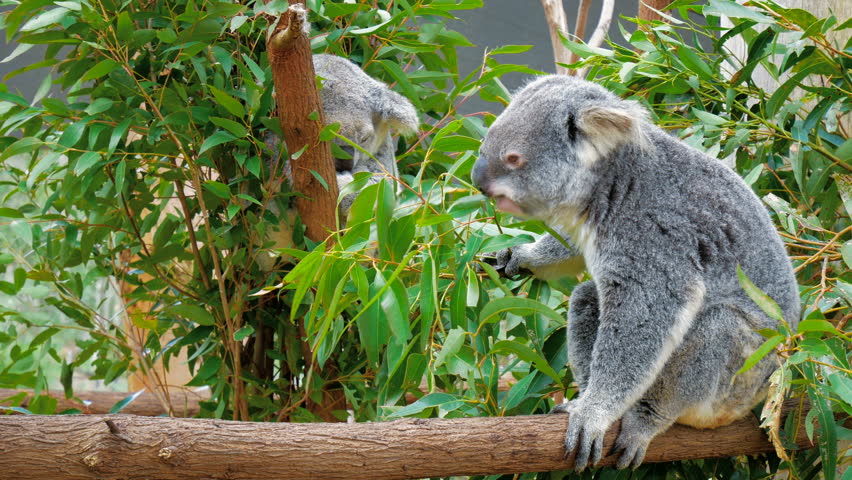 Stock Video Clip of Cute koala bear eating green fresh eucalyptus ...