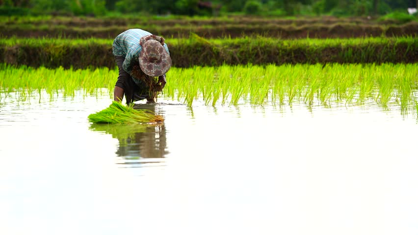 Asian Farmer Transplant Rice Seedlings Stock Footage Video (100% ...
