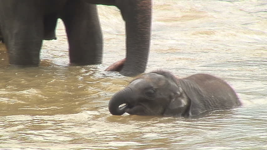 Stock Video Clip of Baby elephant dunking its head underwater in ...