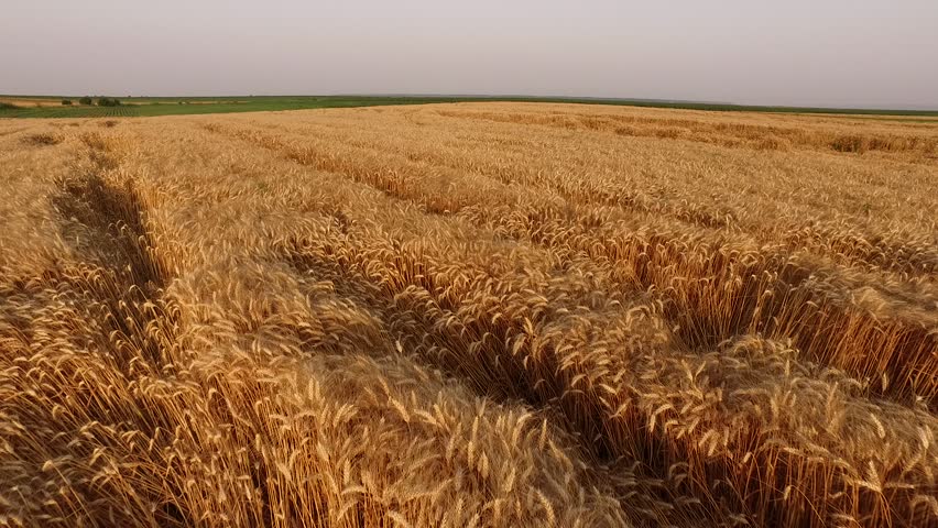 Rolling Kansas Wheat Field. Field Of Tall Wheat Swaying & Rolling In ...