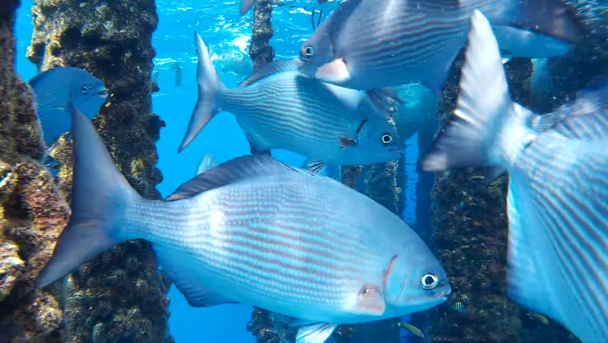Big Silver Fish Swims Slowly Past Aquarium Glass, Followed By A Shark ...