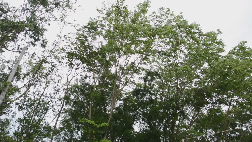 Wind Blowing Forest Trees During Rainy Day Stock Footage Video 34978642 ...