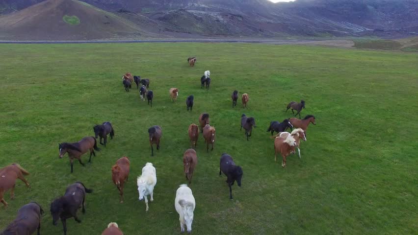 Aerial View of Icelandic Horses Stock Footage Video (100% Royalty-free ...