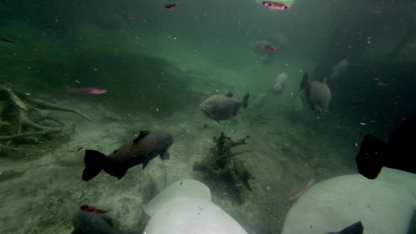 Stock-videoklip af Wide shot of Myleus pacu aka black | Shutterstock