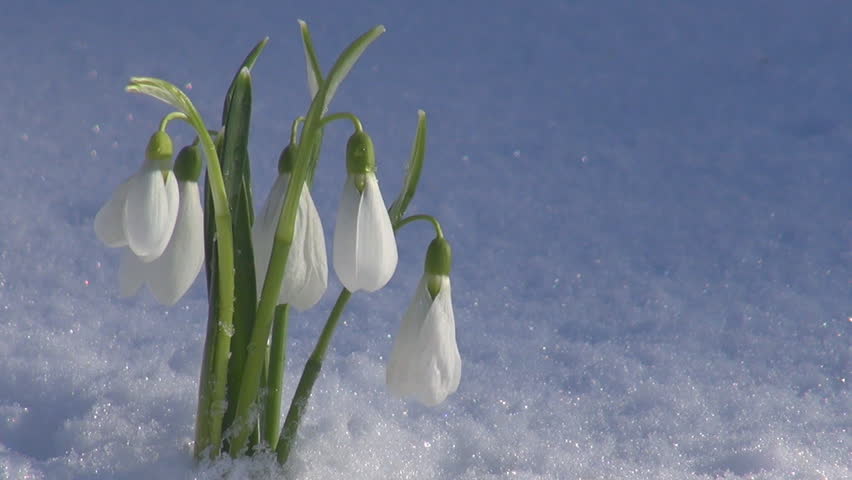 HD Beautiful Snowdrop Flowers In Snow, Spring Season, Cold Mountain ...
