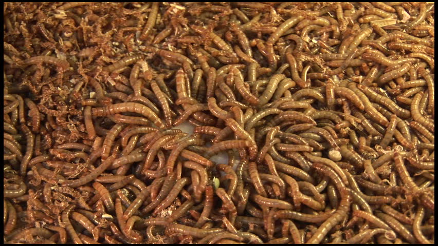 Worms Stock Footage Video 5186507 | Shutterstock