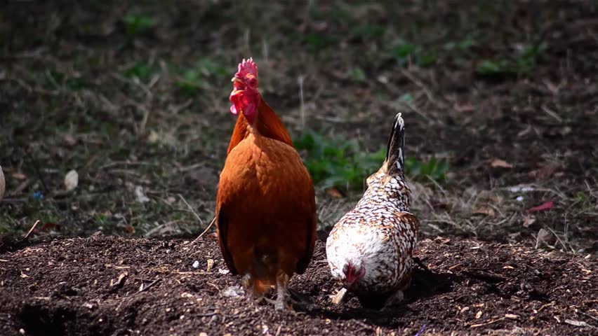 Three Domestic Chickens Feeding At A Farm Stock Footage Video 1961275 ...