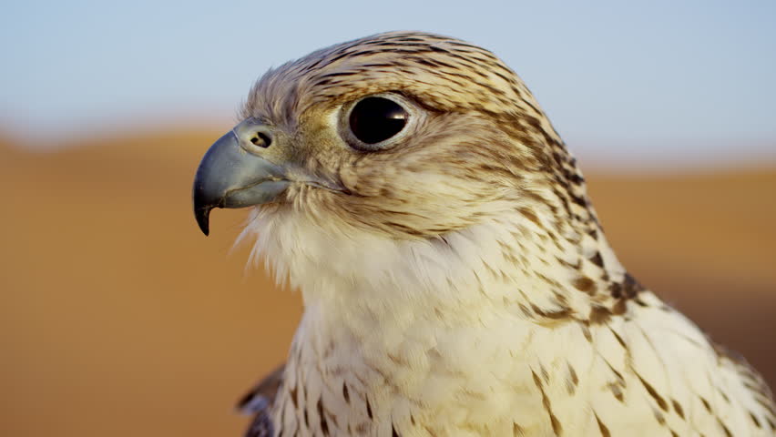 Saker Falcon In Close Up Outdoors In Arabian Desert Location Stock ...