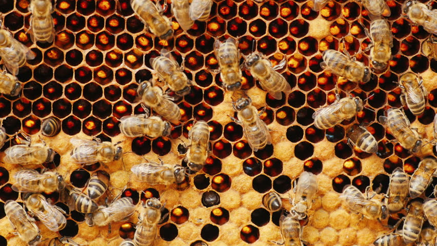 Honey Bee Leg Under The Microscope Stock Footage Video 4796033 ...