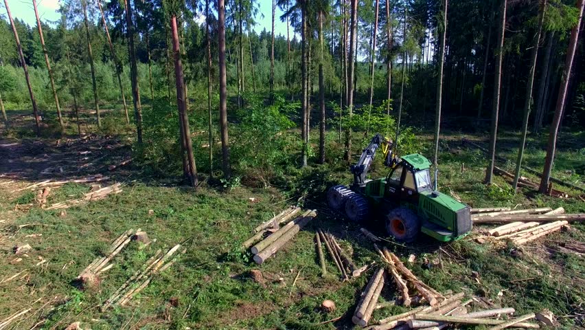 Forest Cutting. Shooting With The Drone. Timber Harvester. Forest ...