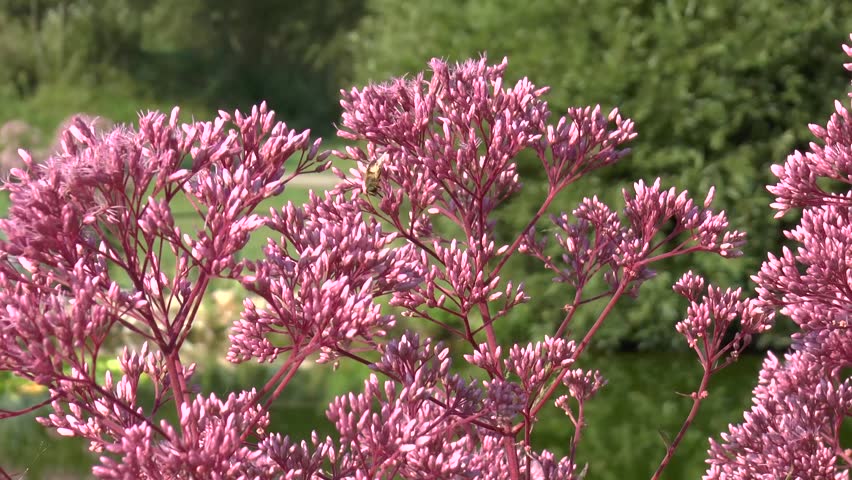 Waving Pink Flower Stock Footage Video (100% Royalty-free) 18846353 ...