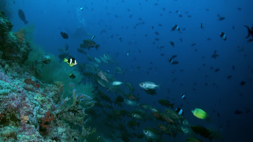 Underwater Landscape Of Coral Reef. Amazing, Beautiful Underwater ...
