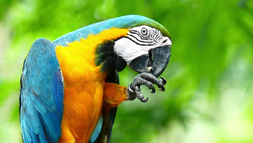 Parrot Stock Footage Video | Shutterstock