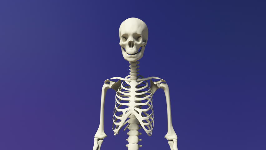 Realistic Human Skeleton 360 View With Loop Stock Footage Video 2771846 ...