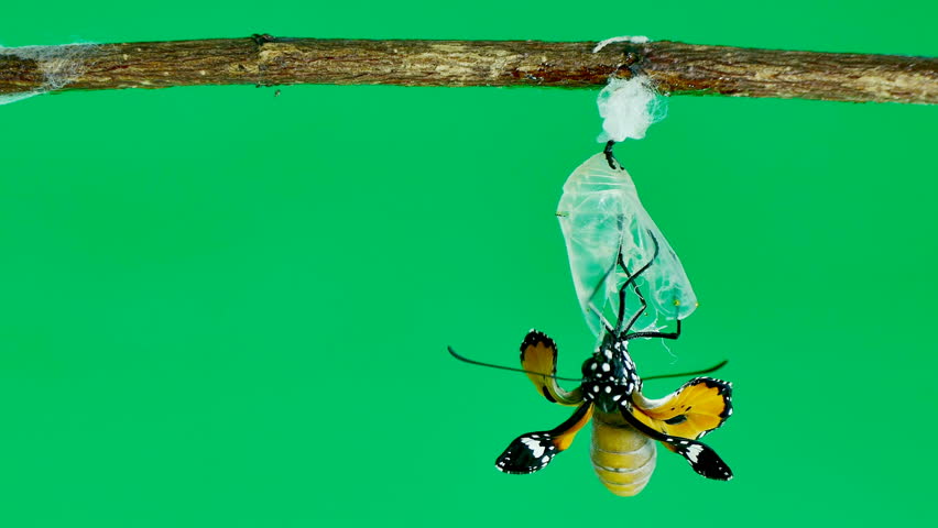 4k Footage of Monarch Butterfly Stock Footage Video (100% Royalty-free ...