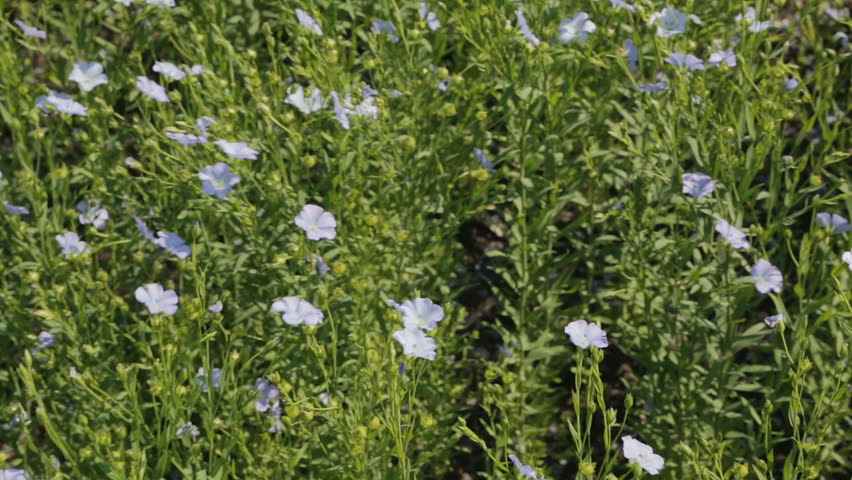 Flowering Blue Flax Field. Beautiful Stock Footage Video (100% Royalty ...