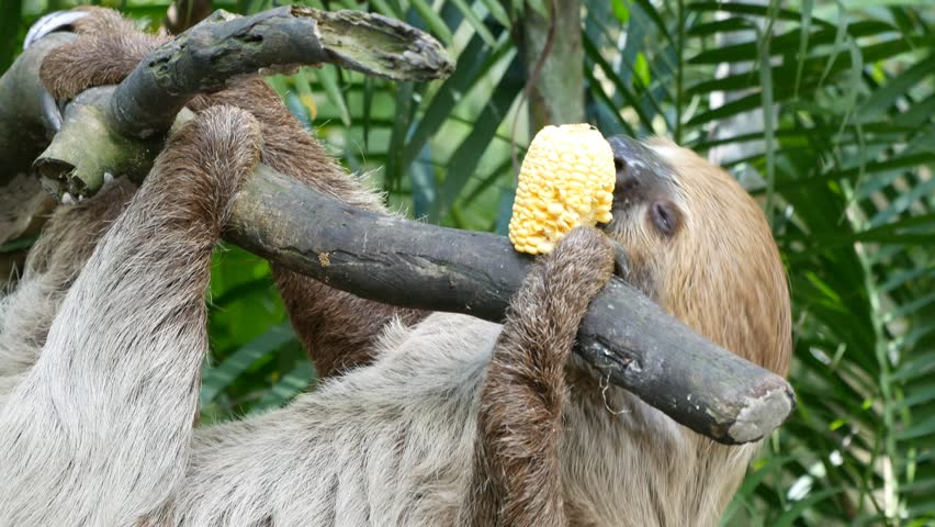 Stock Video Clip of A sloth eating corn | Shutterstock