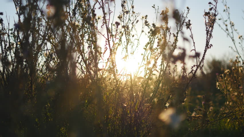 Warm Summer Sun Light Shining Stock Footage Video (100% Royalty-free ...